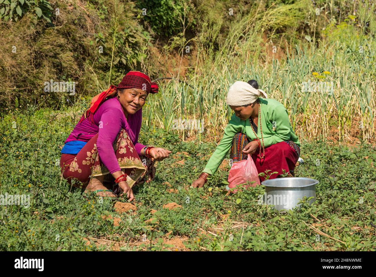 Two Nepalese women in traditional dress working in a farm field near ...