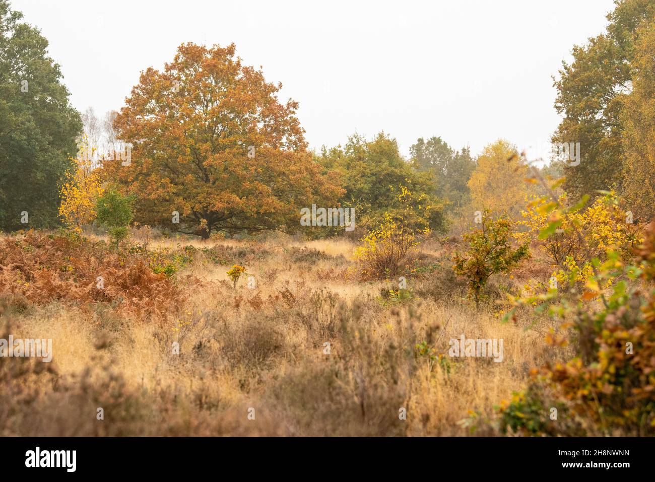 Autumn at RSPB Budby South Forest, Nottinghamshire England UK Stock ...
