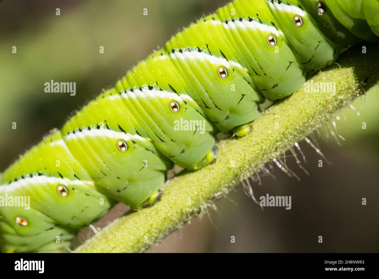 Sphingidae family hi-res stock photography and images - Alamy