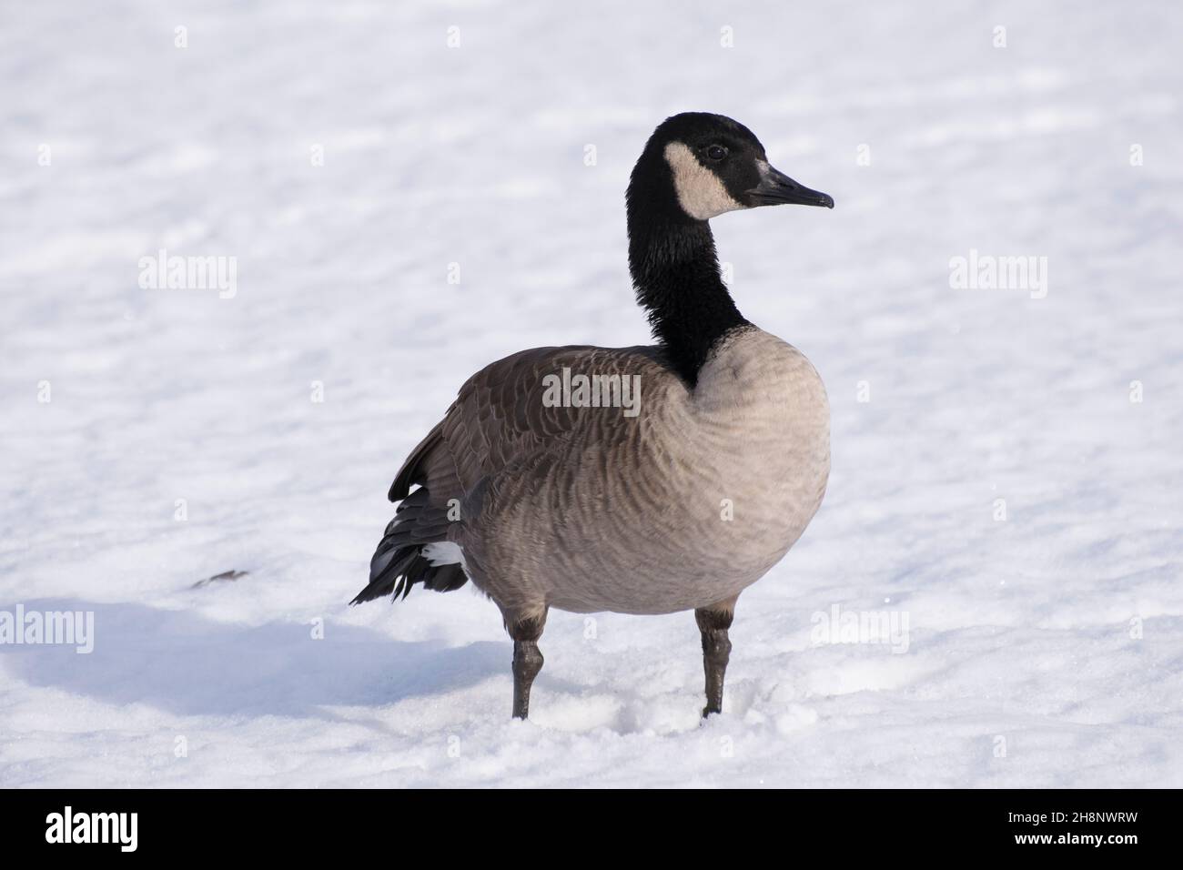 Canadian Goose in snow Stock Photo - Alamy