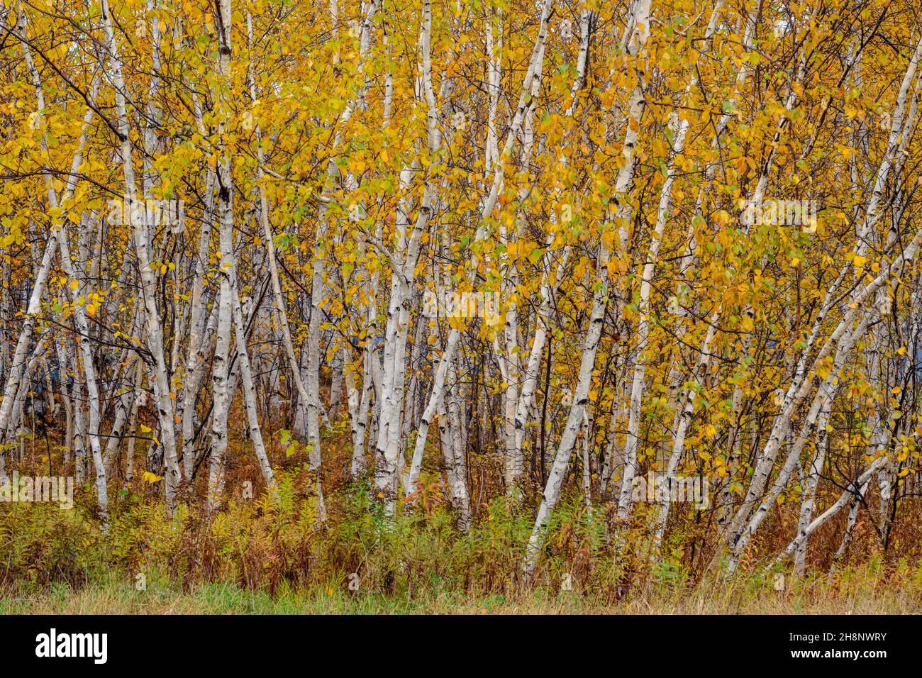 Woodlot planting tree hi-res stock photography and images - Alamy