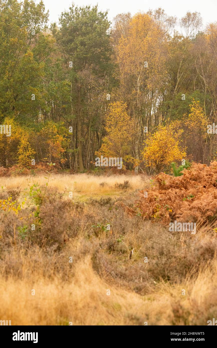 Autumn at RSPB Budby South Forest, Nottinghamshire England UK Stock ...