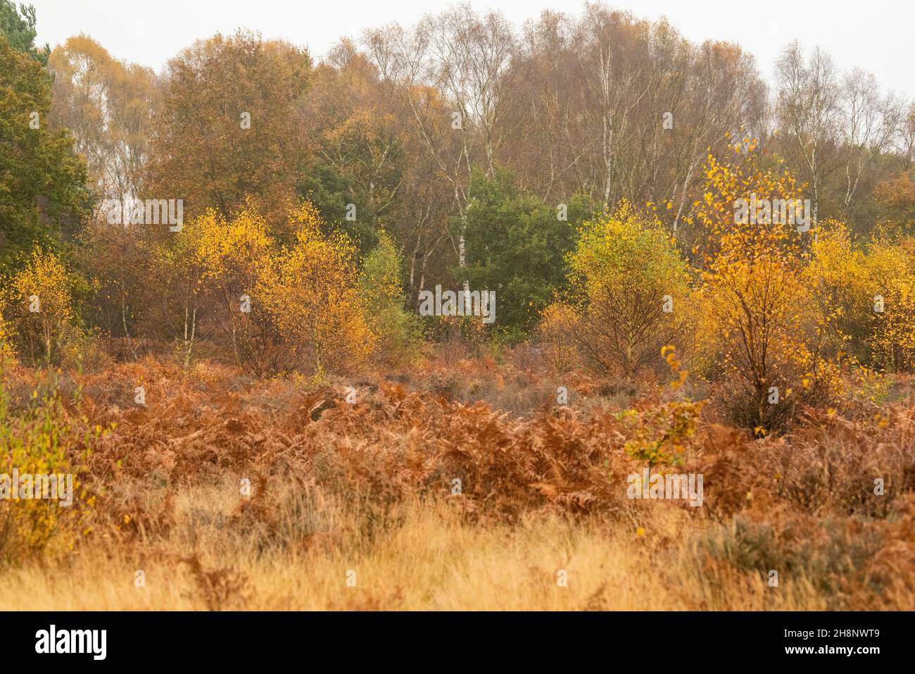 Budby south forest hi-res stock photography and images - Alamy