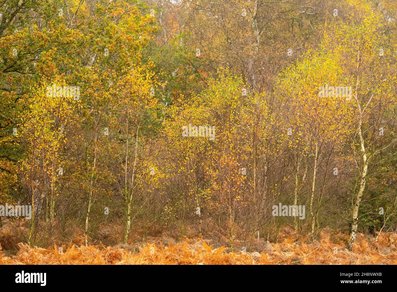 Budby south forest hi-res stock photography and images - Alamy