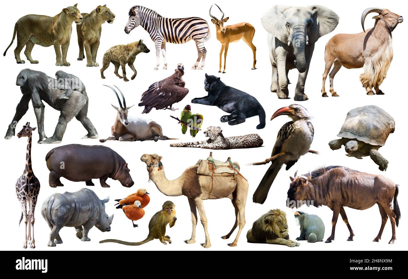 Birds, mammal and other animals of Africa isolated Stock Photo - Alamy