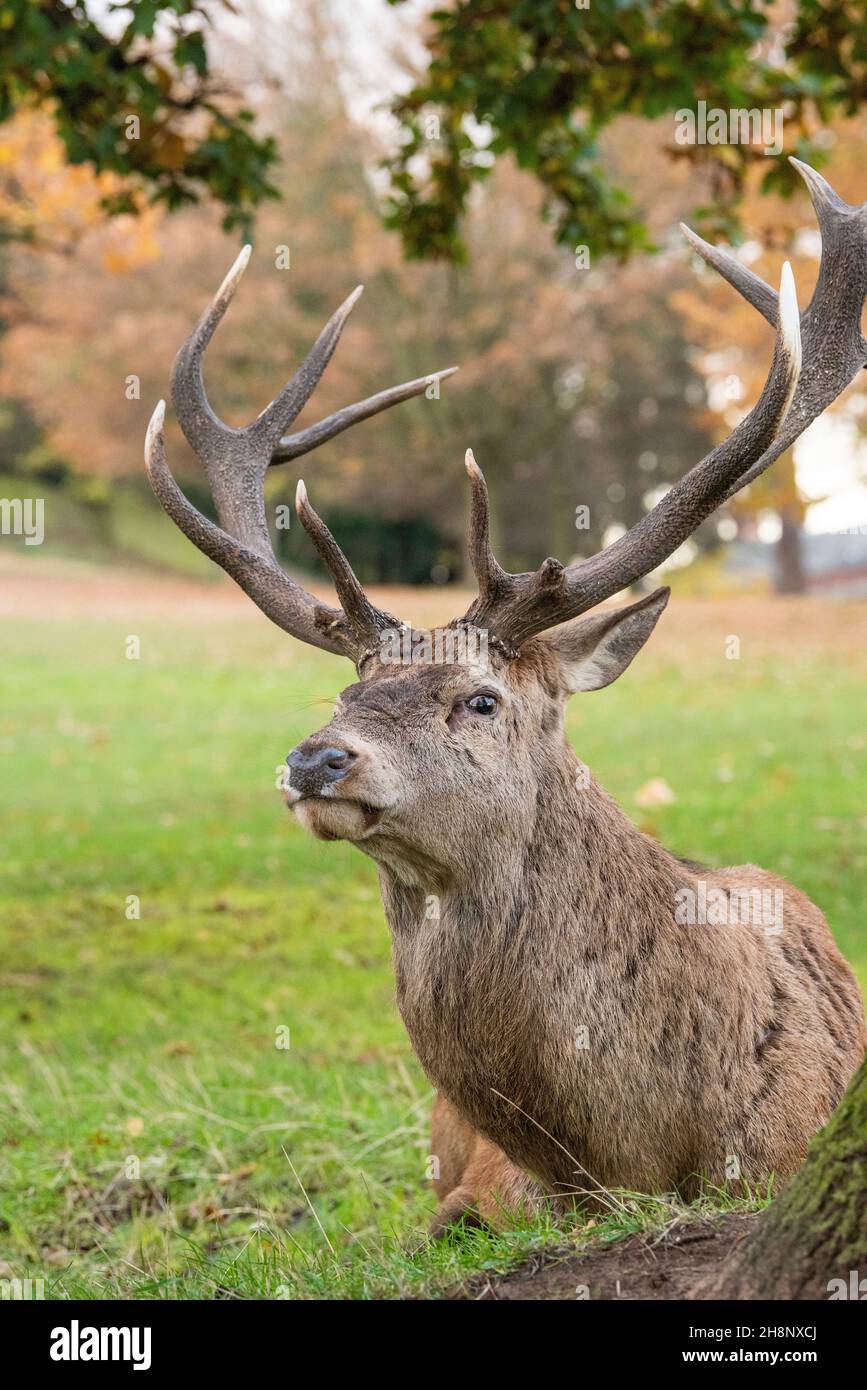 Red Deer Stag at Wollaton Park, Nottingham Nottinghamshire England UK ...
