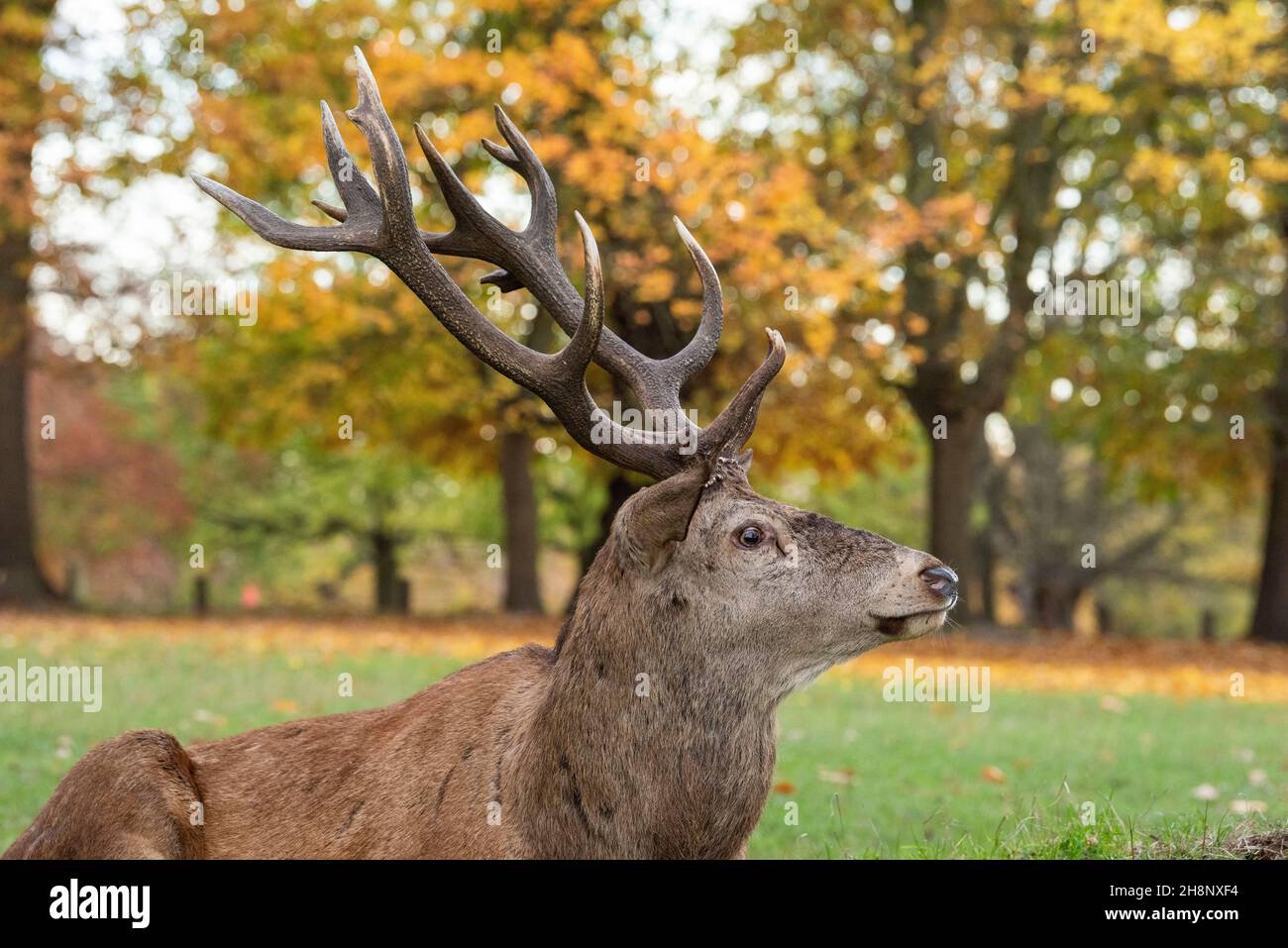 Red Deer Stag at Wollaton Park, Nottingham Nottinghamshire England UK ...