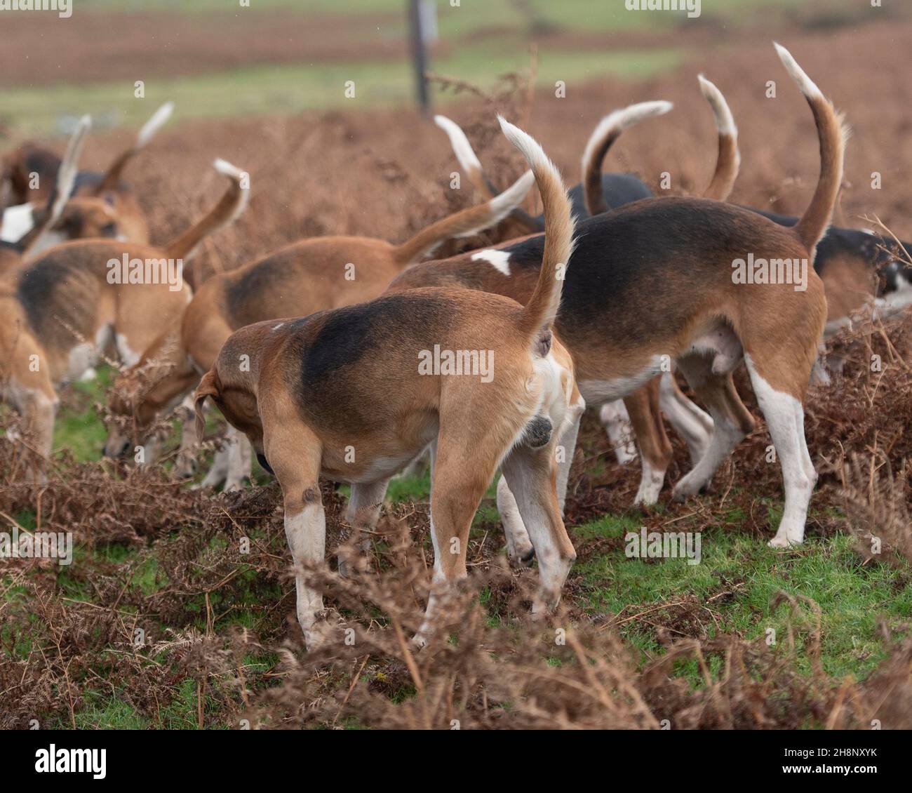 pack of English Foxhounds marking Stock Photo - Alamy