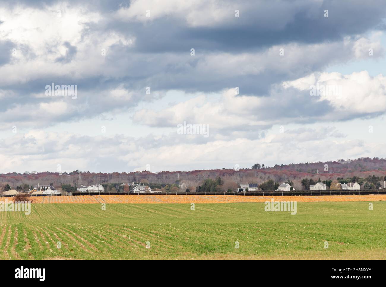 Autumn Landscape with a field full of pumpkins in the distance Stock ...