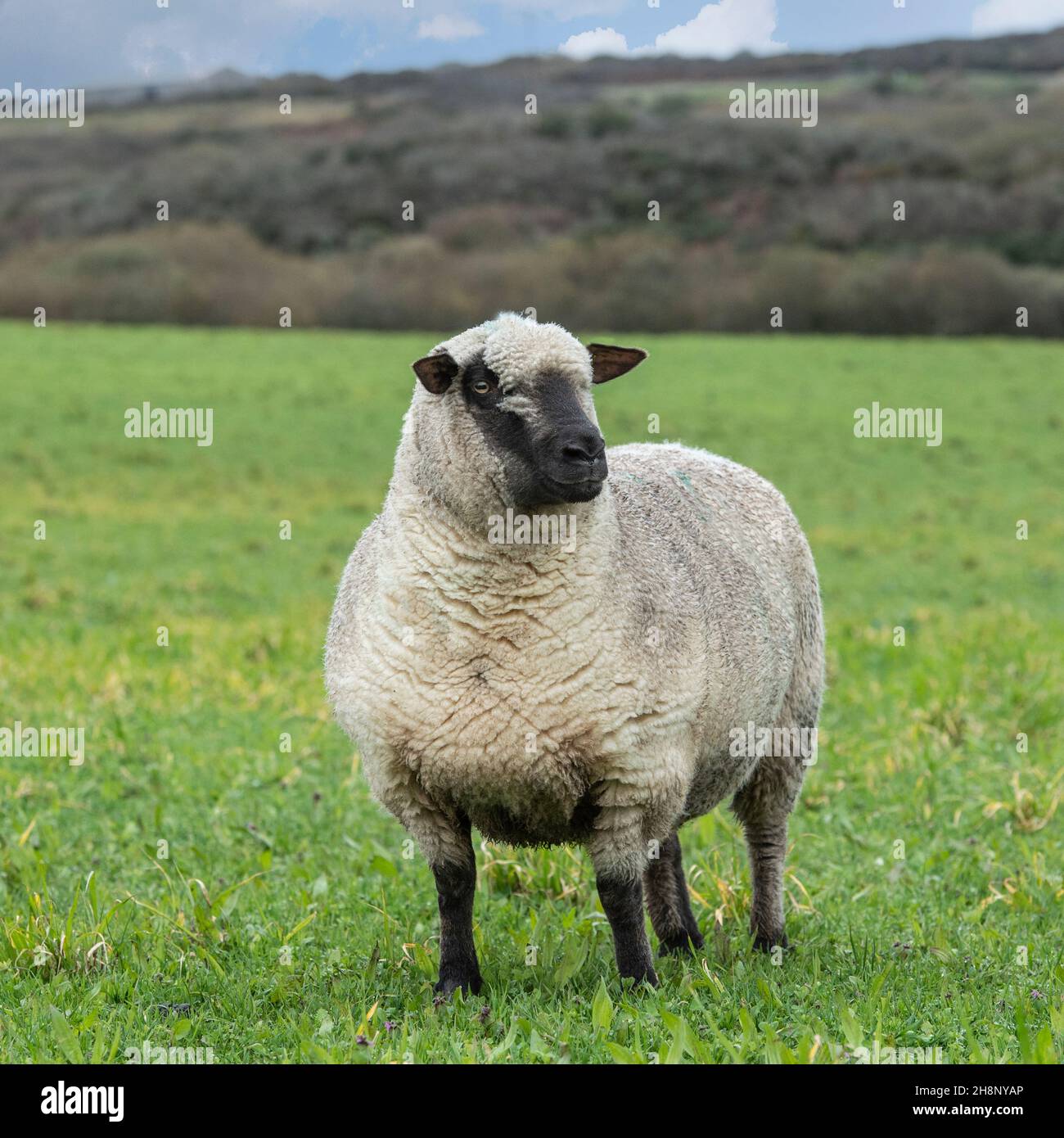 Shropshire sheep hi-res stock photography and images - Alamy