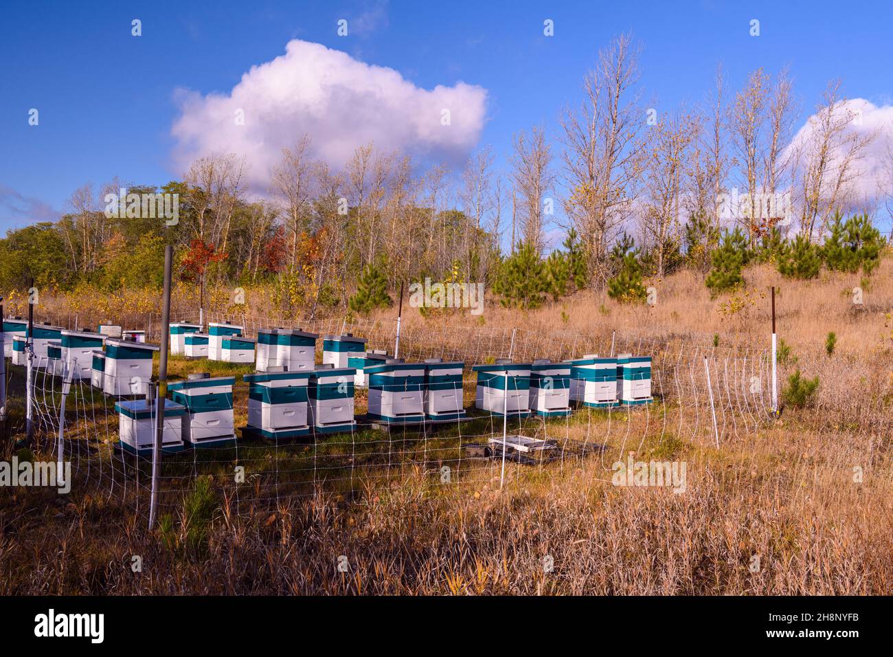 The Vale bee hive project, managed by beekeeper Bob Dewar, Greater ...