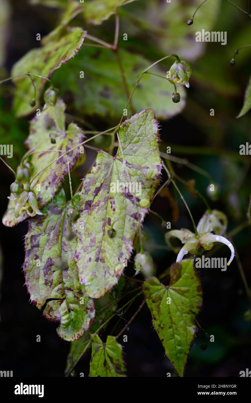 Epimedium chlorandrum,pale yellow flowers,translucent yellow flower ...