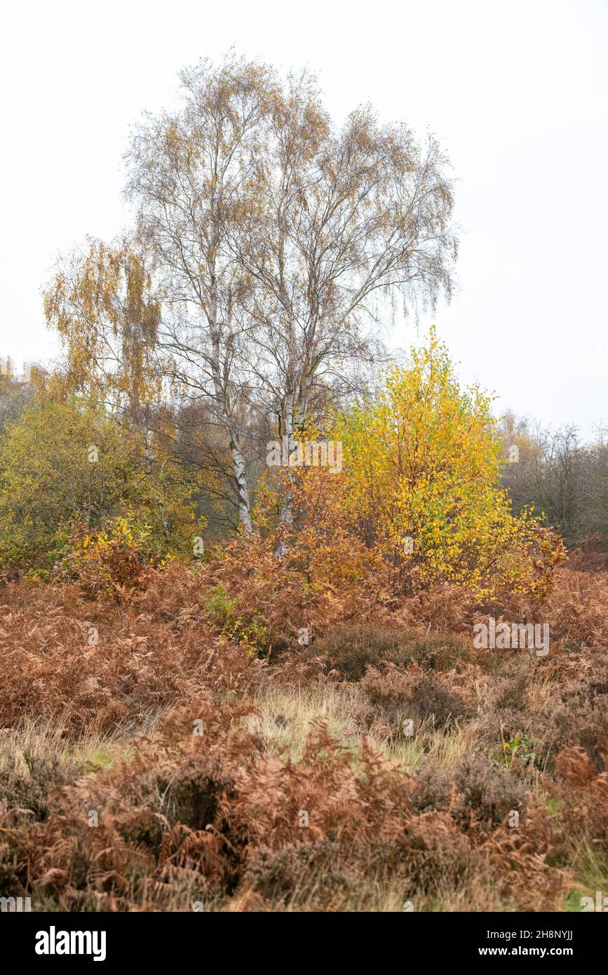 Rainworth heath hi-res stock photography and images - Alamy