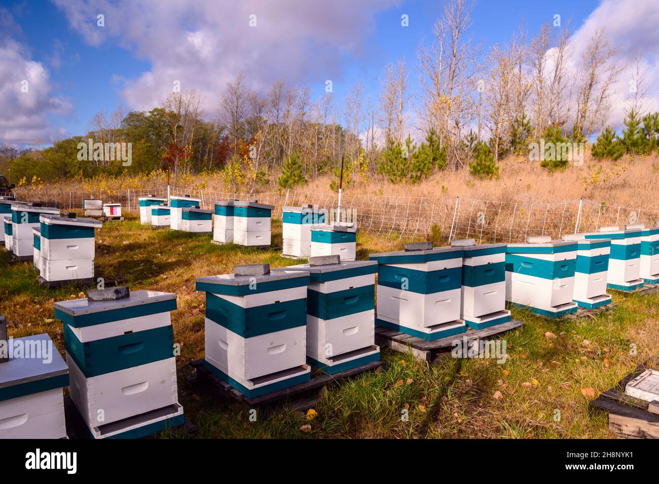 The Vale bee hive project, managed by beekeeper Bob Dewar, Greater ...