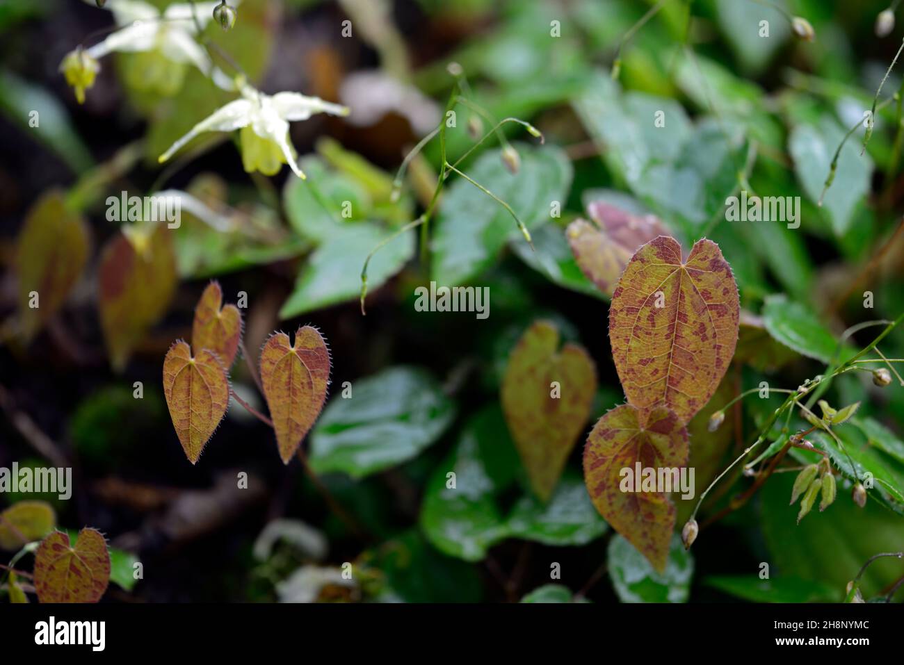 Epimedium Flowers of Sulphur,yellow,flowers,woodland,perennials ...