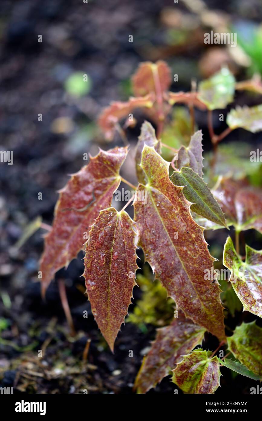 Epimedium Double cream,arrow shaped leaves,bronze leaves,foliage,Spiny ...