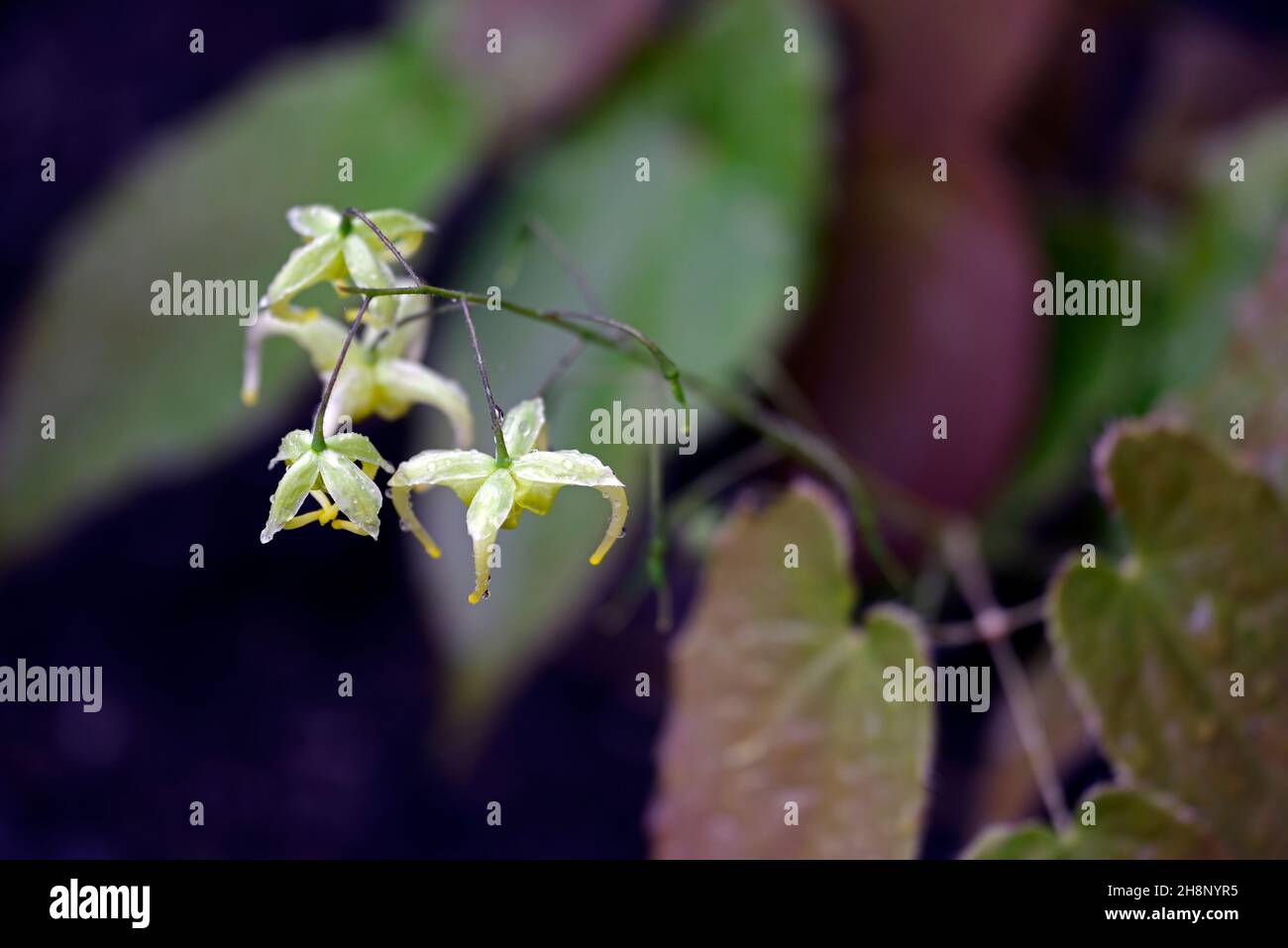 Epimedium franchetii Brimstone Butterfly,pale yellow flowers ...