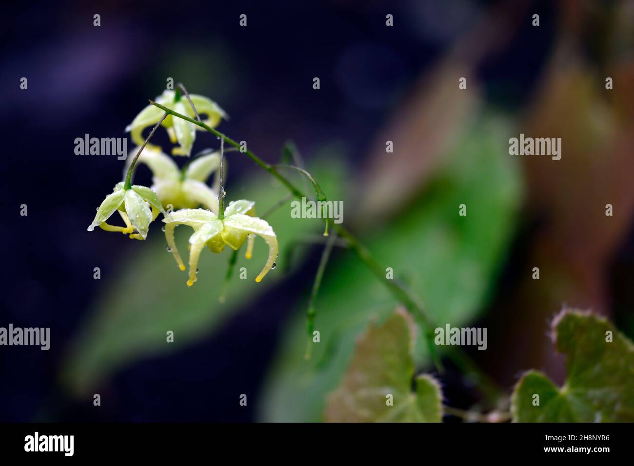 Epimedium franchetii Brimstone Butterfly,pale yellow flowers ...