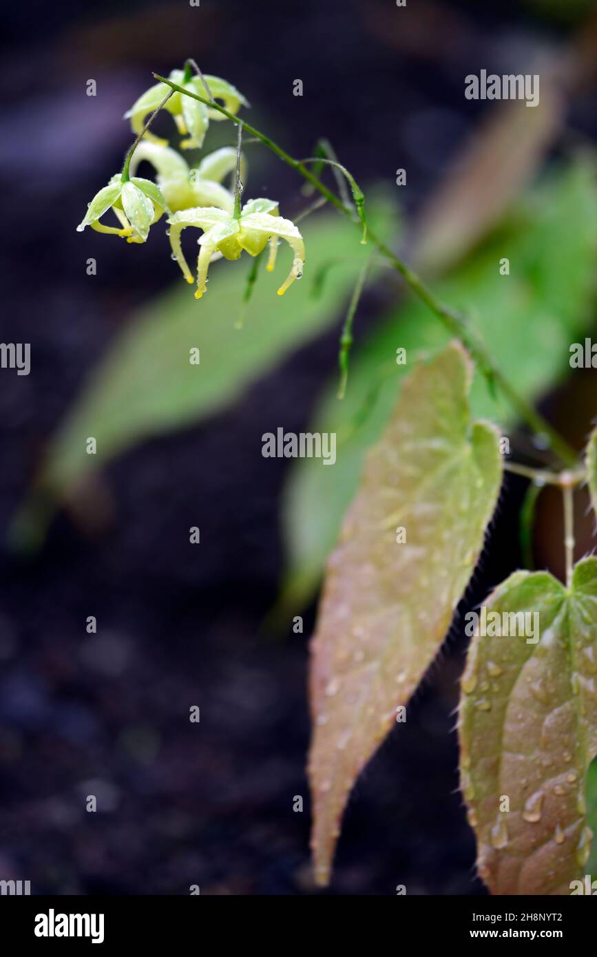 Epimedium franchetii Brimstone Butterfly,pale yellow flowers ...