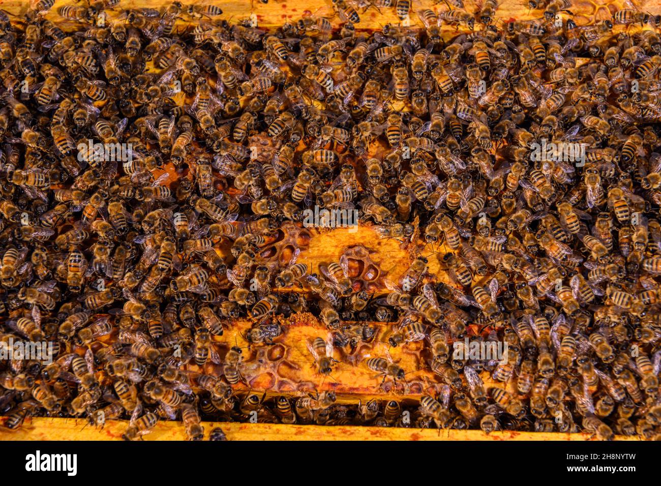 The Vale bee hive project, managed by beekeeper Bob Dewar, Greater ...