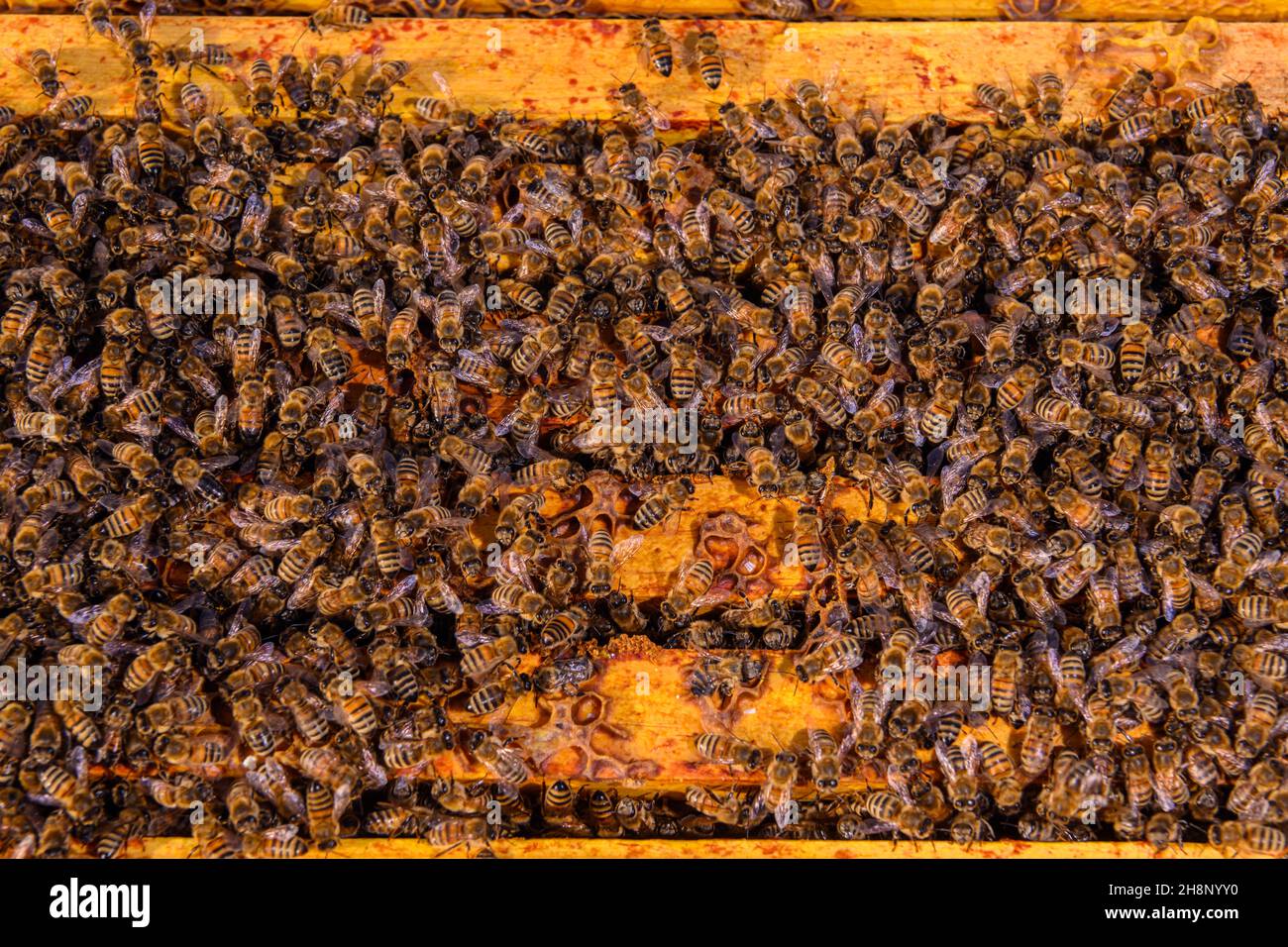 The Vale bee hive project, managed by beekeeper Bob Dewar, Greater ...
