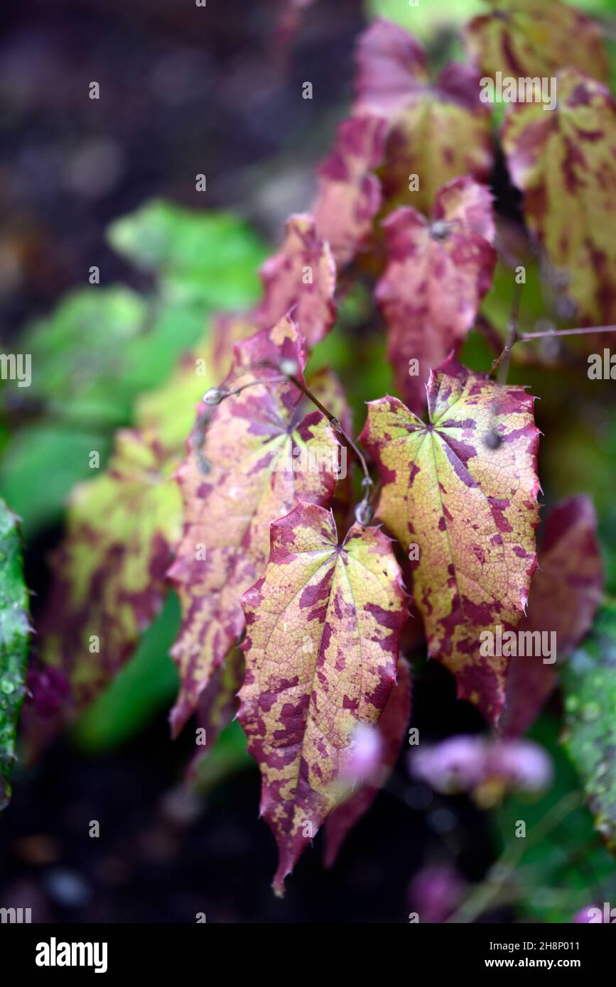 Epimedium william stern, arrow heart shaped foliage,leaves,attractive ...