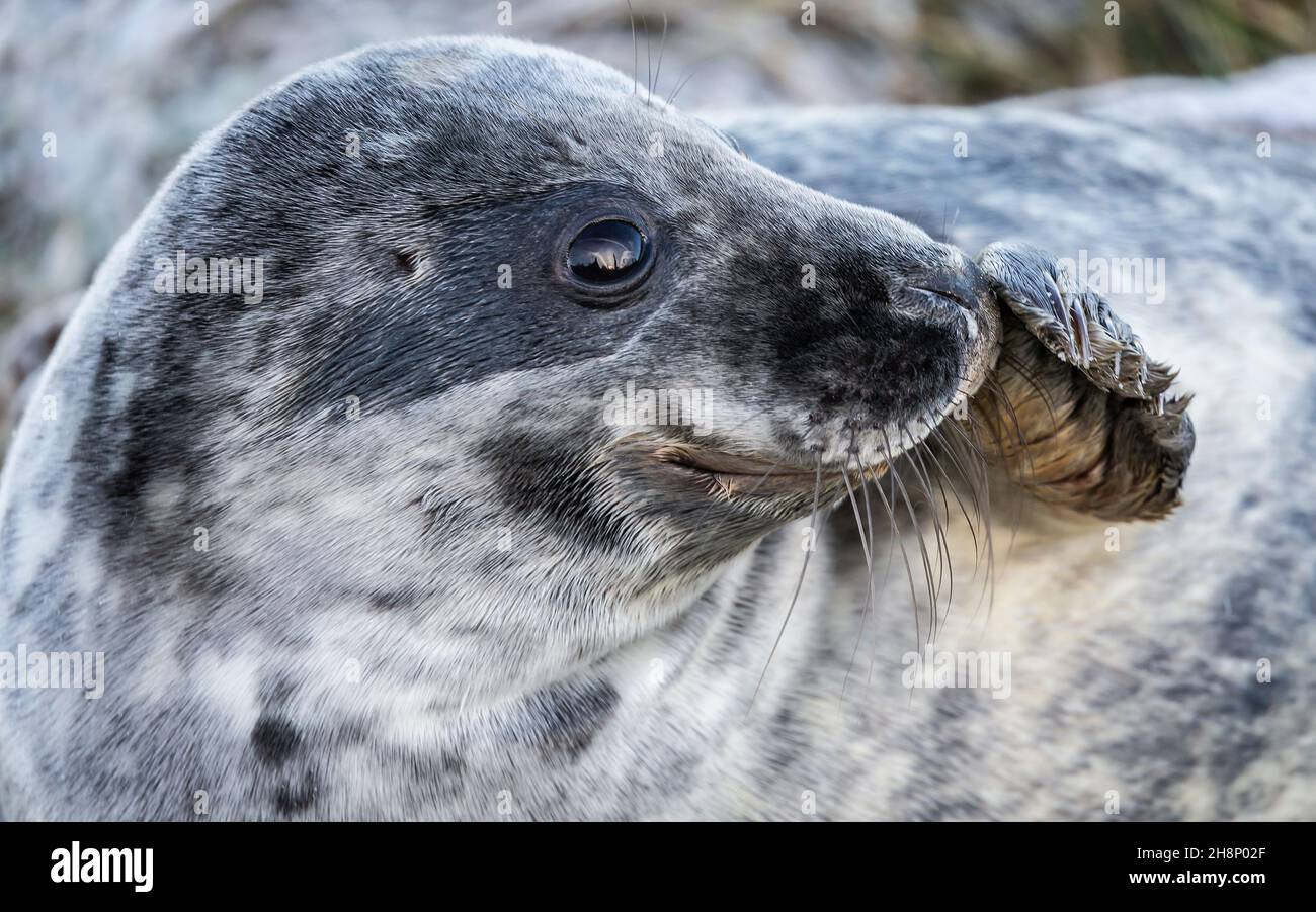 The grey seal is found on both shores of the North Atlantic Ocean. It ...