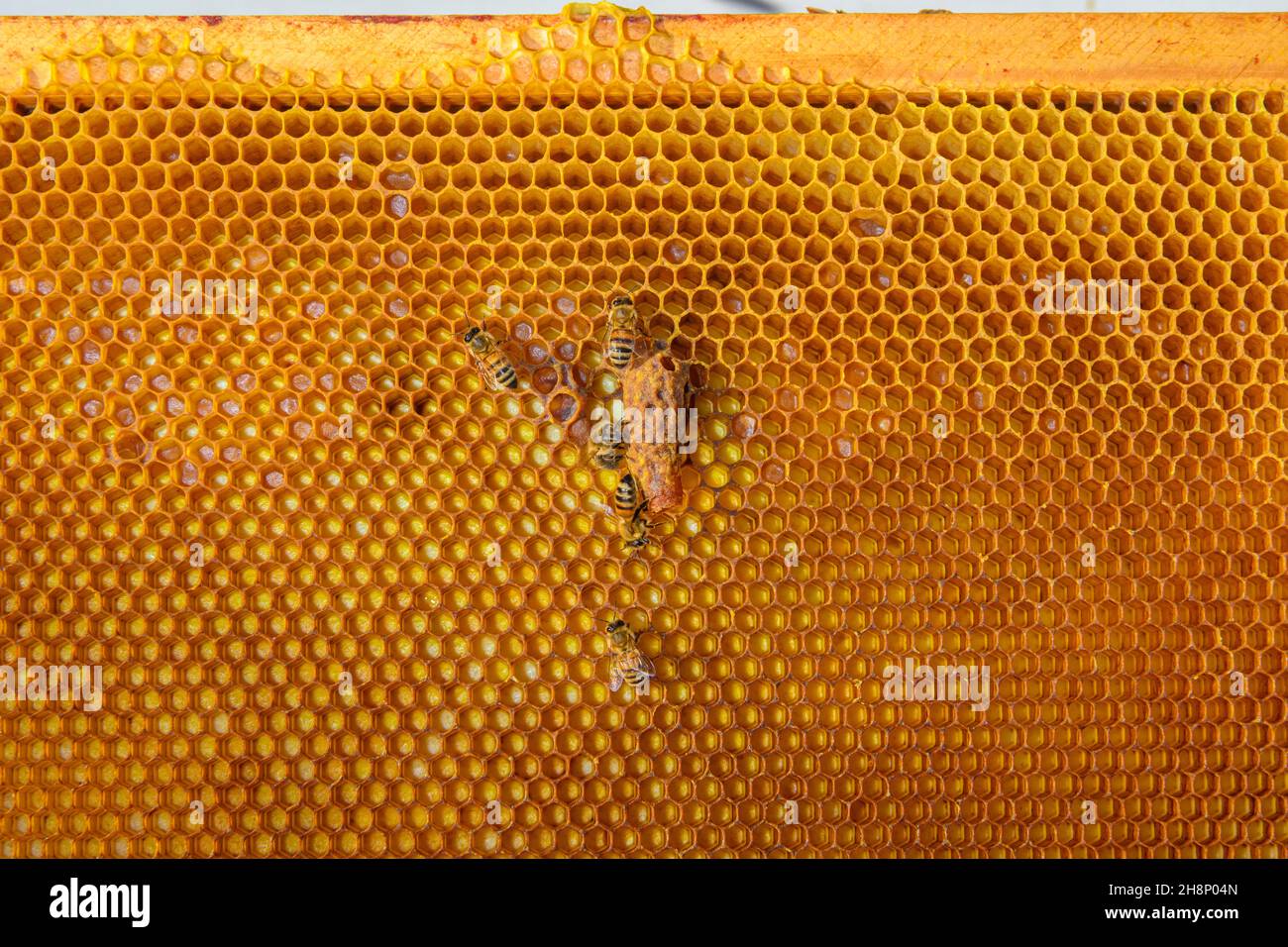 Bob dewar hi-res stock photography and images - Alamy