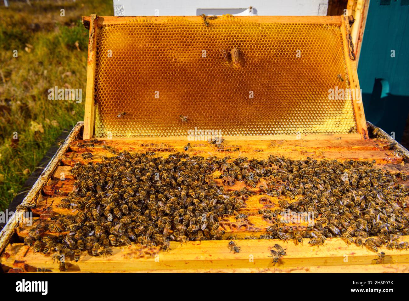 The Vale bee hive project, managed by beekeeper Bob Dewar, Greater ...