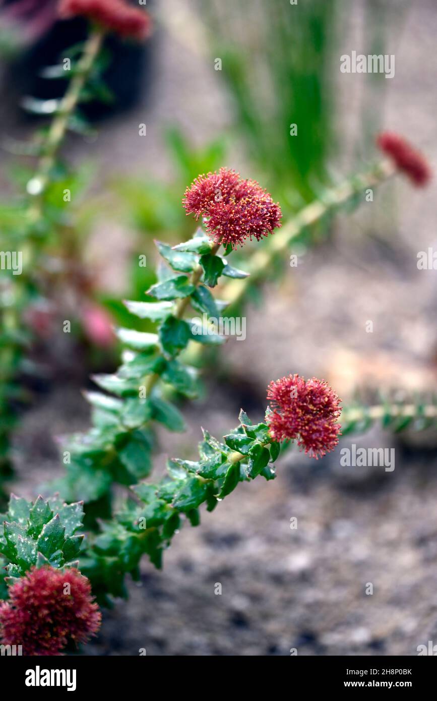 Rhodiola heterodonta,Toothed Rhodiola,rhizomatous perennial,fleshy gray ...
