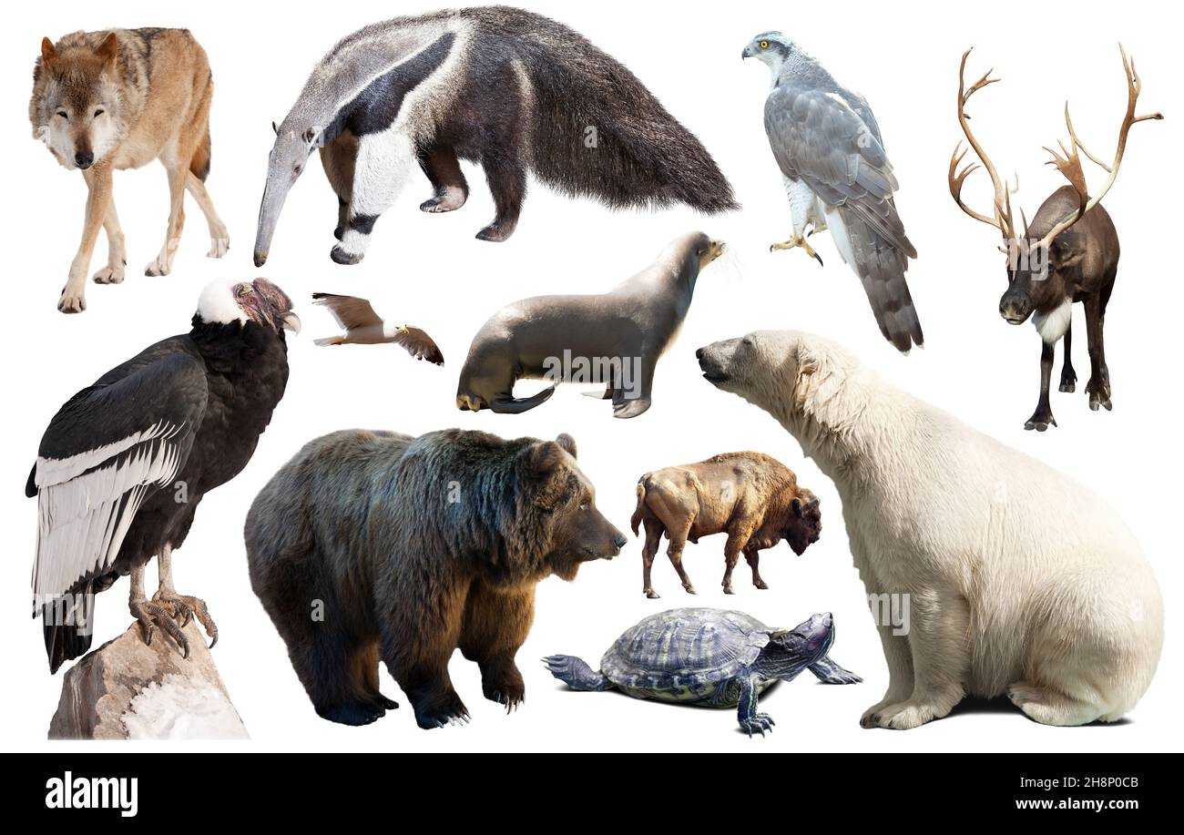 american animals isolated on white Stock Photo - Alamy