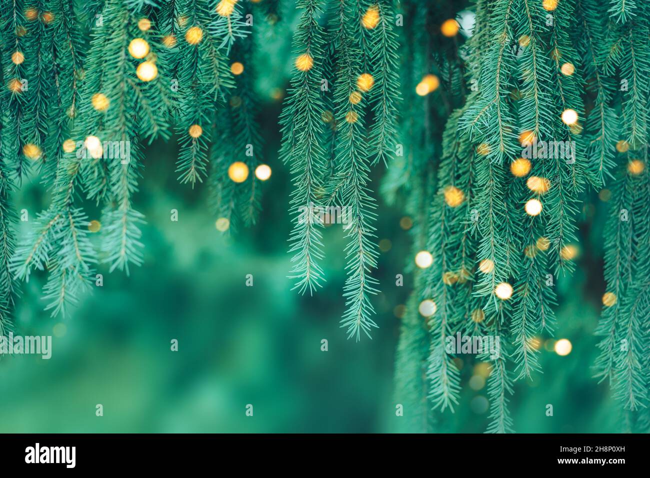 Hanging branches of Christmas tree are decorated with garland Stock ...