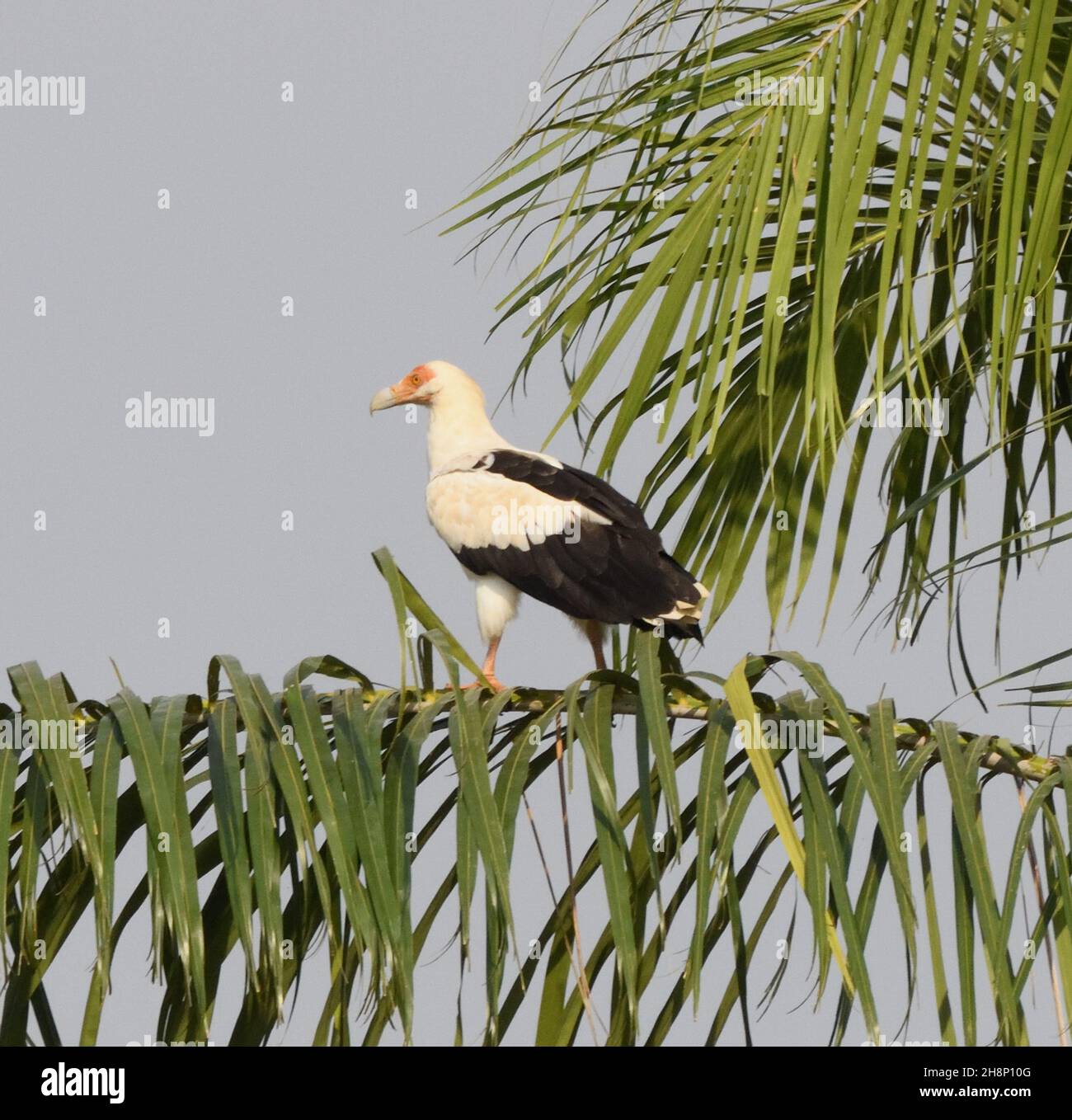 A palm-nut vulture (Gypohierax angolensis) also known as vulturine fish ...