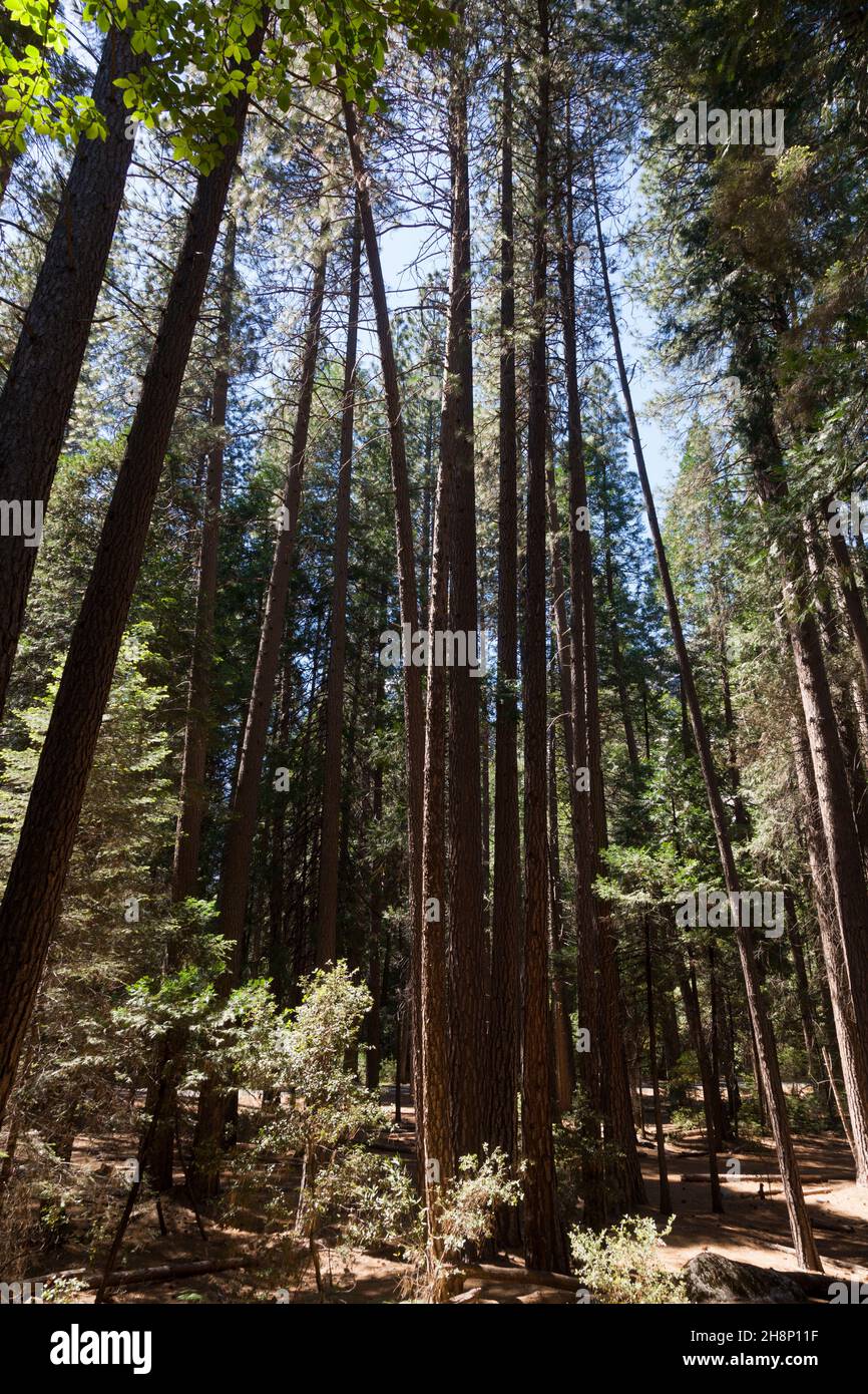 Forest of Sequoias tree in Big Tree national Park Stock Photo - Alamy