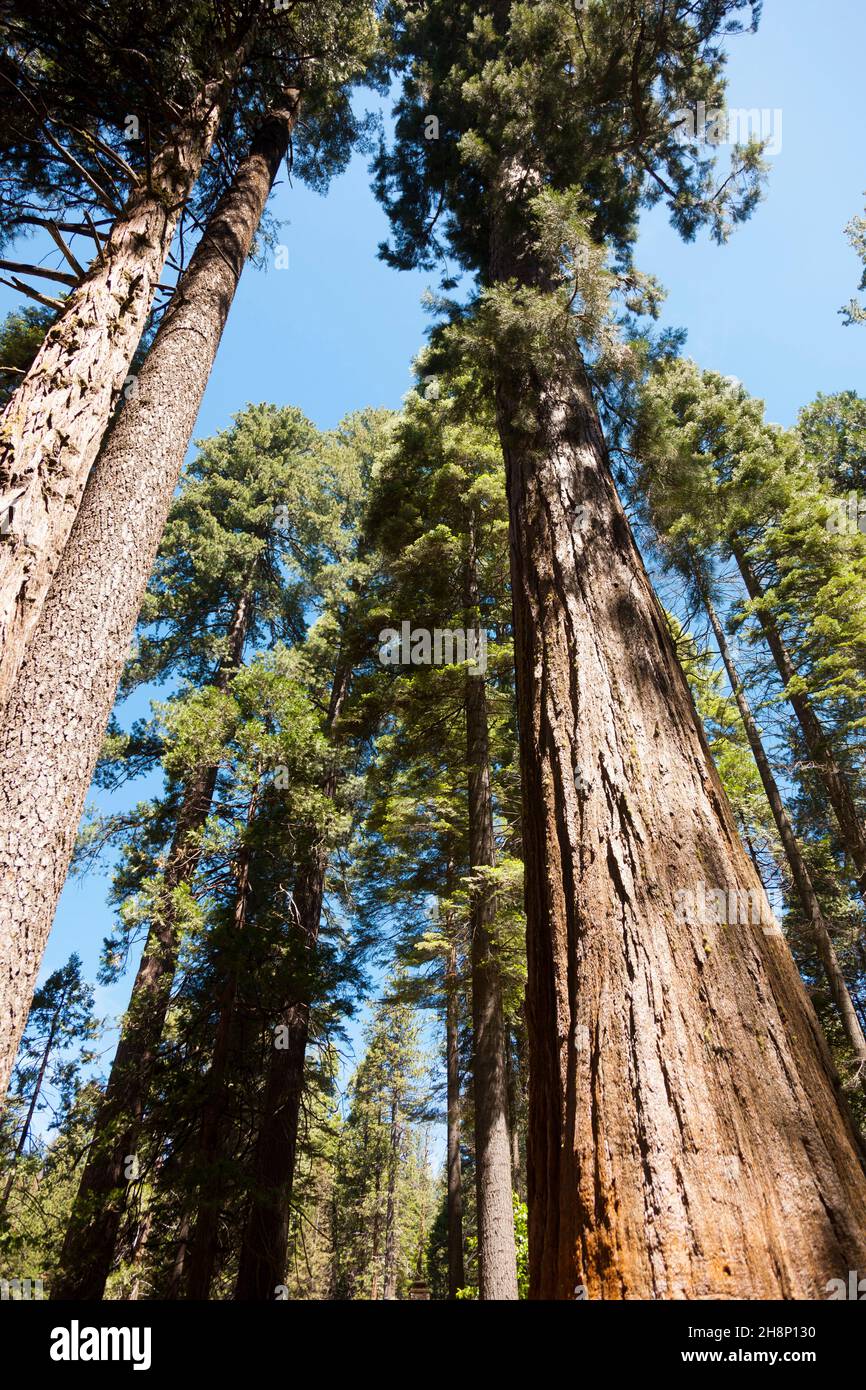 Forest of Sequoias tree in Big Tree national Park Stock Photo - Alamy