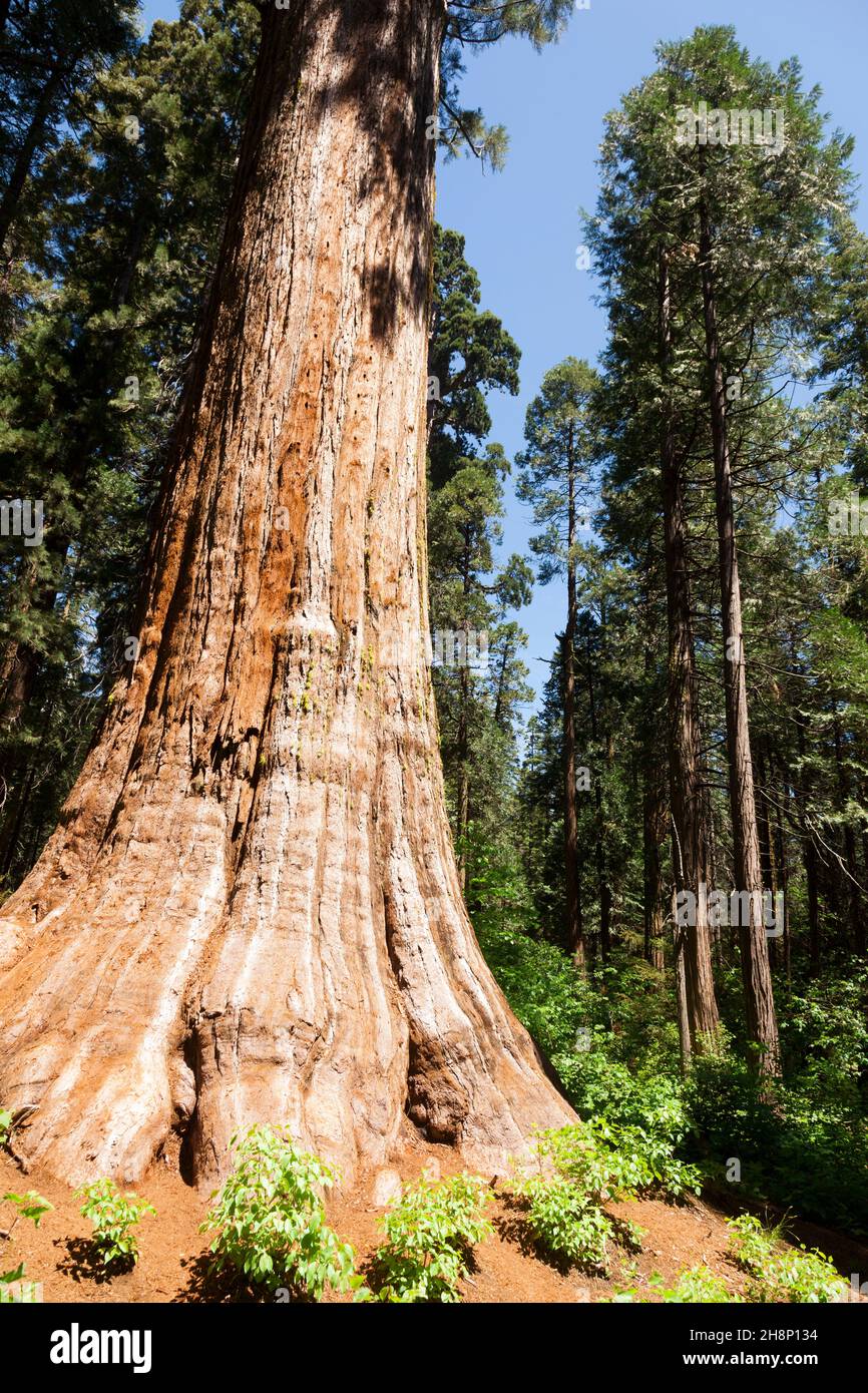 Forest of Sequoias tree in Big Tree national Park Stock Photo - Alamy