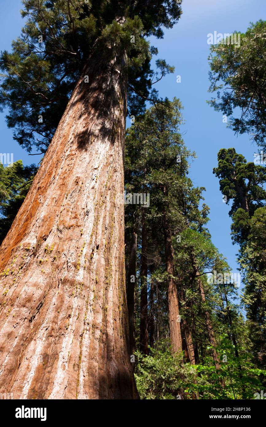 Forest of Sequoias tree in Big Tree national Park Stock Photo - Alamy