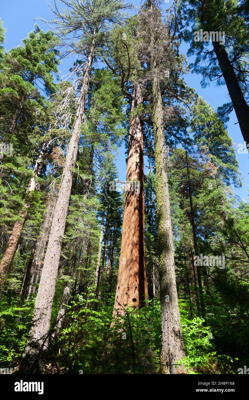 Forest of Sequoias tree in Big Tree national Park Stock Photo - Alamy