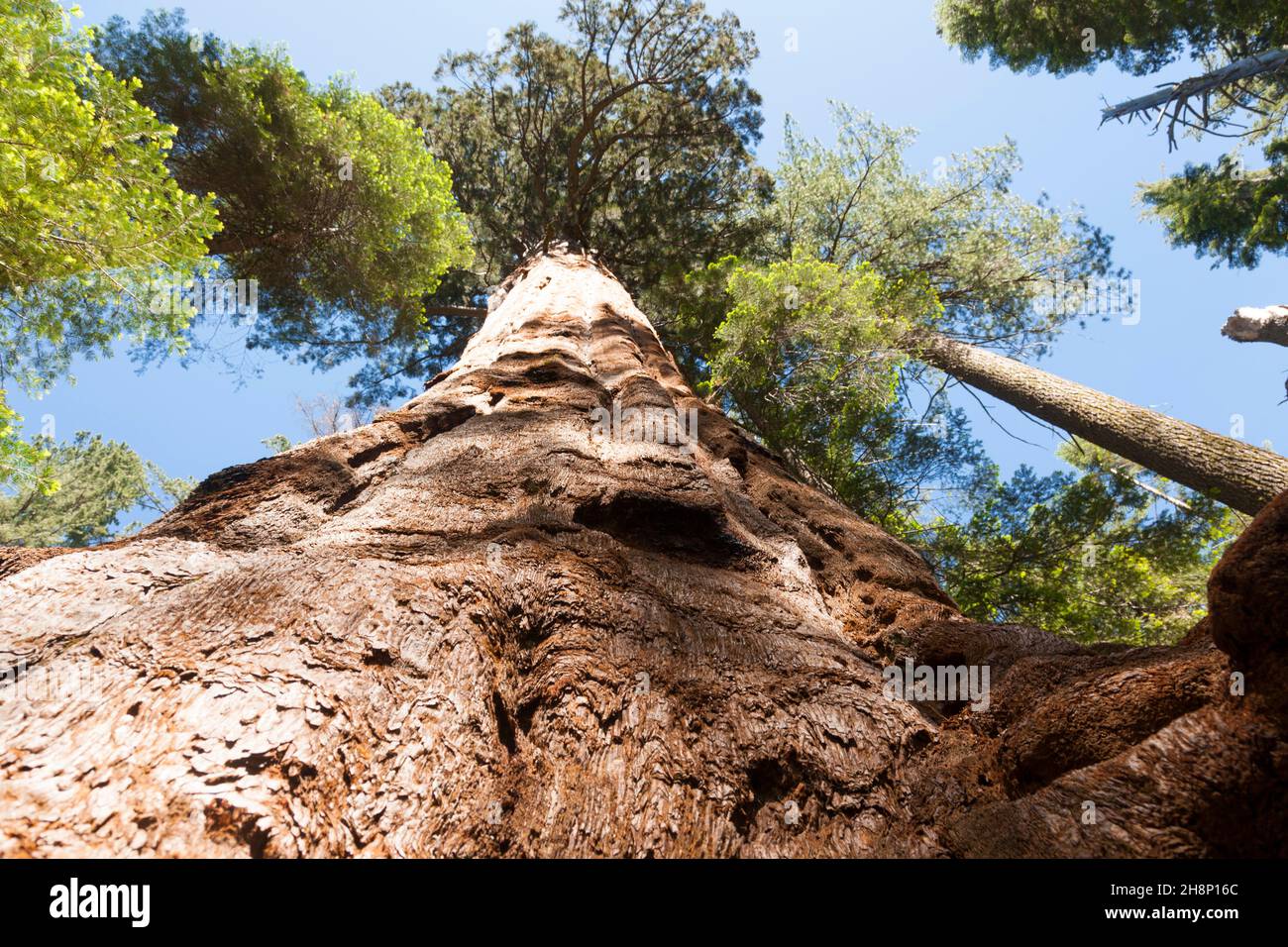 Forest of Sequoias tree in Big Tree national Park Stock Photo - Alamy