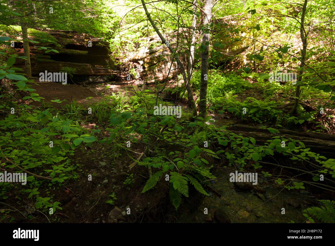 Forest of Sequoias tree in Big Tree national Park Stock Photo - Alamy