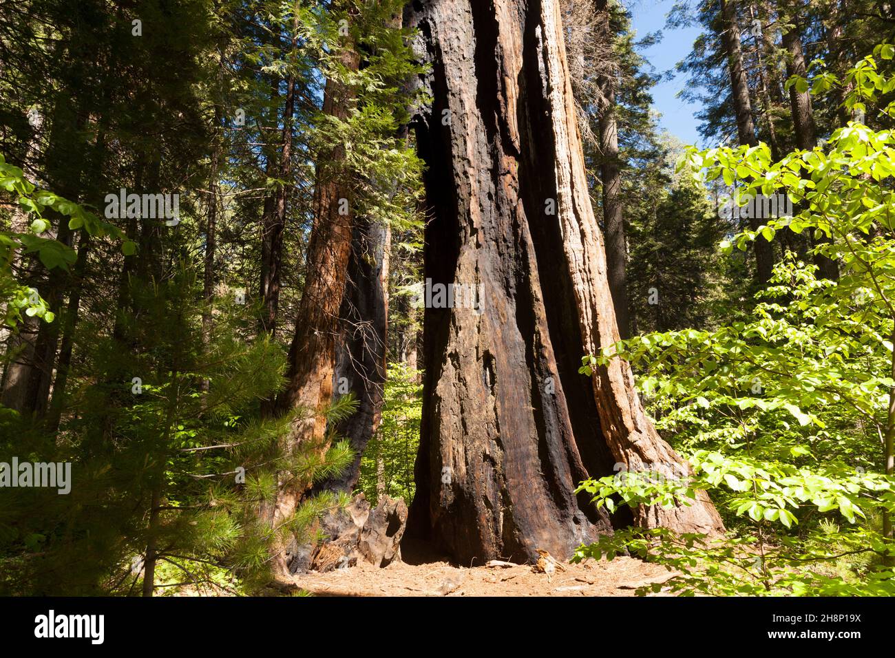 Forest of Sequoias tree in Big Tree national Park Stock Photo - Alamy