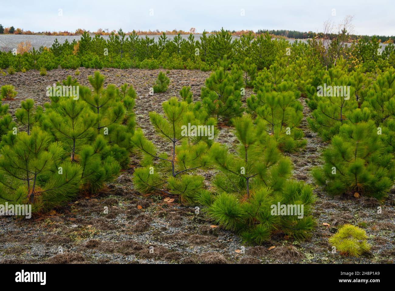 Re-greening mining waste sites at Glencore, Greater Sudbury ...