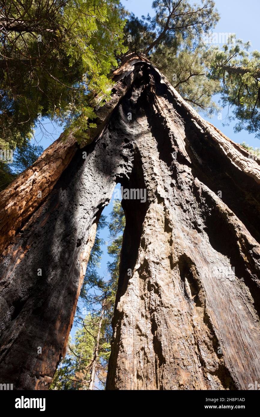 Forest of Sequoias tree in Big Tree national Park Stock Photo - Alamy