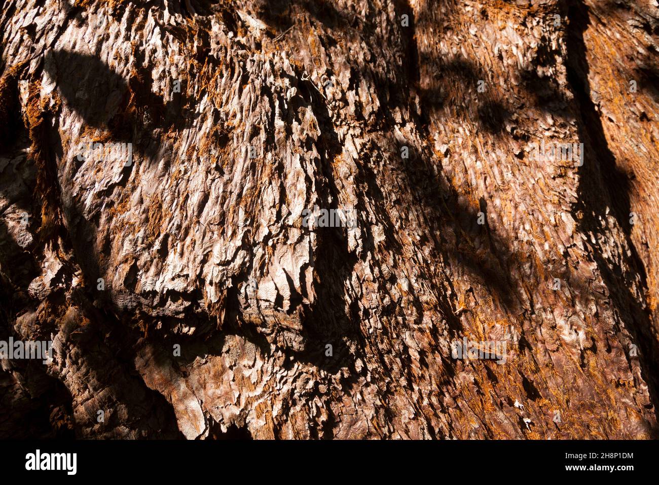 Forest of Sequoias tree in Big Tree national Park Stock Photo - Alamy