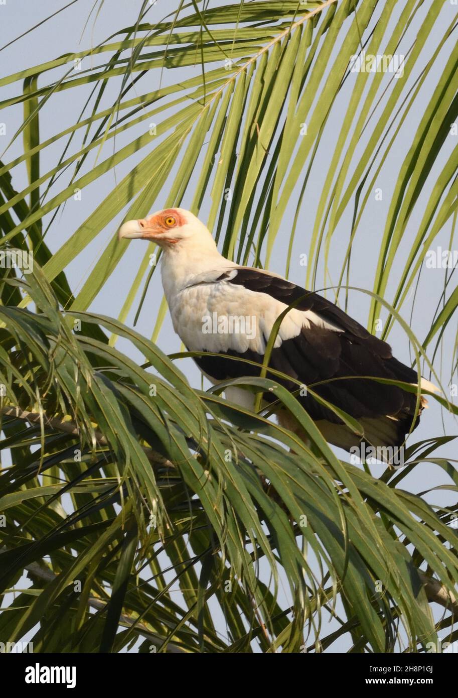 A palm-nut vulture (Gypohierax angolensis) also known as vulturine fish ...