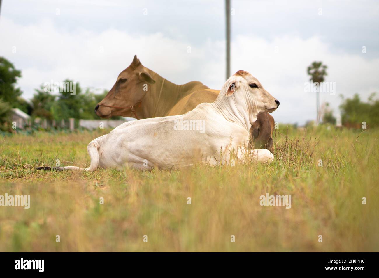 Two cows in the field at daytime Stock Photo - Alamy