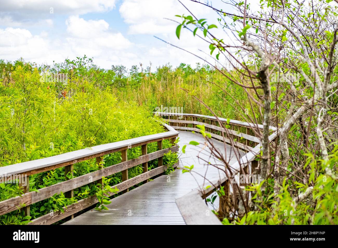 Wooden walkway surrounded by greenery Stock Photo - Alamy