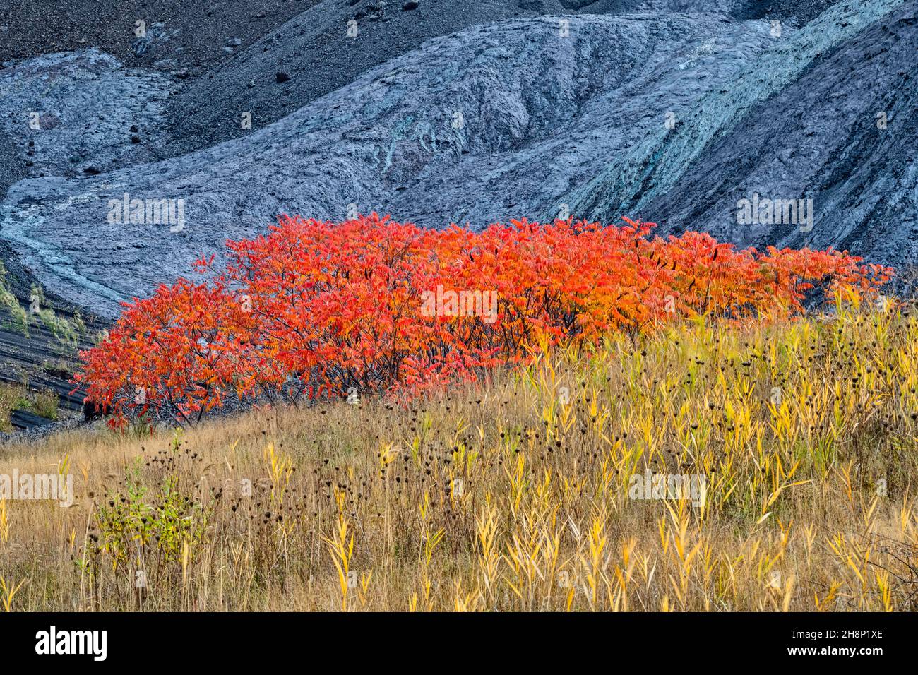 Re-greening mining waste sites at Glencore- slag and sumac shrub ...