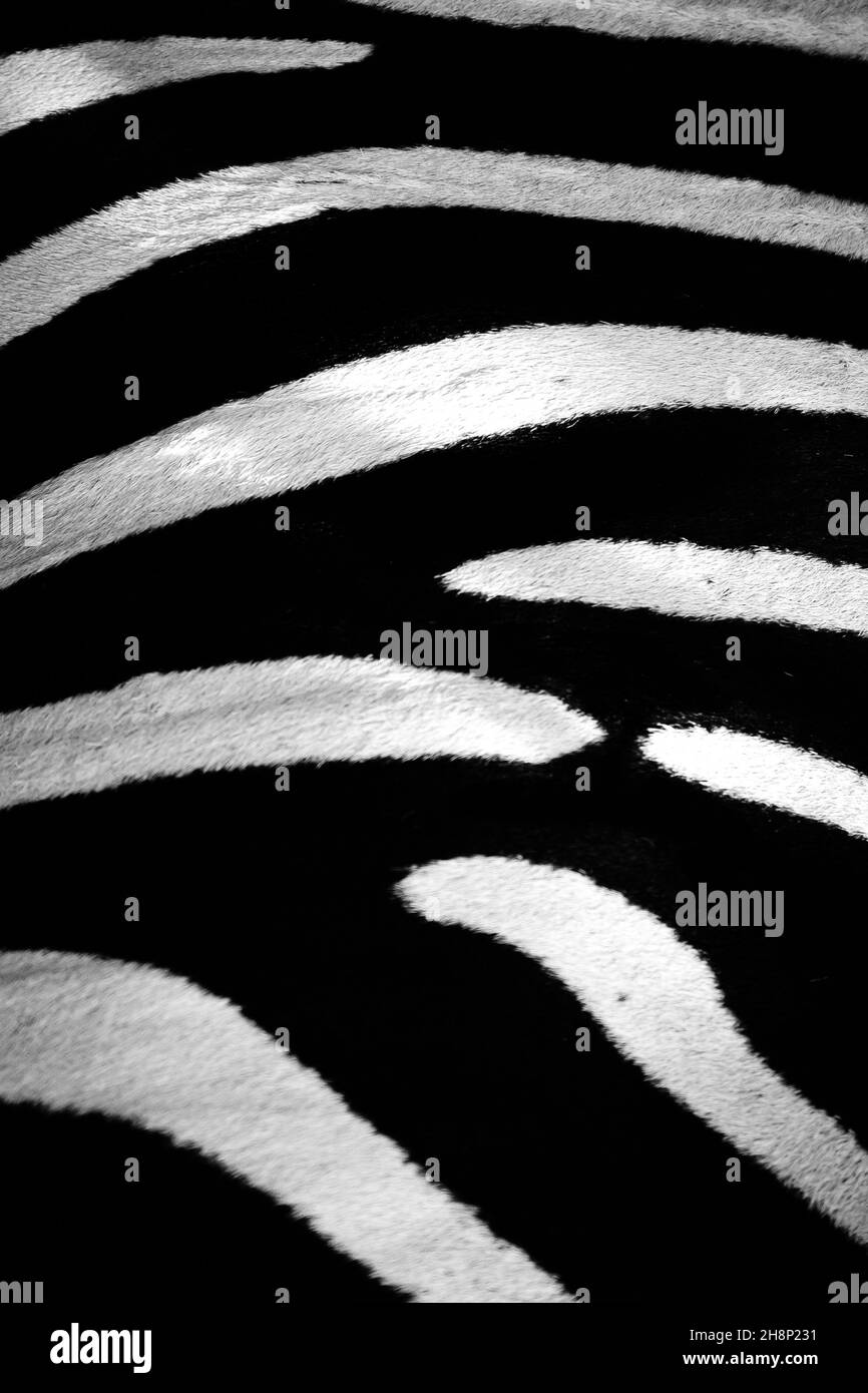 Beautiful shot of a furry skin of a zebra Stock Photo - Alamy