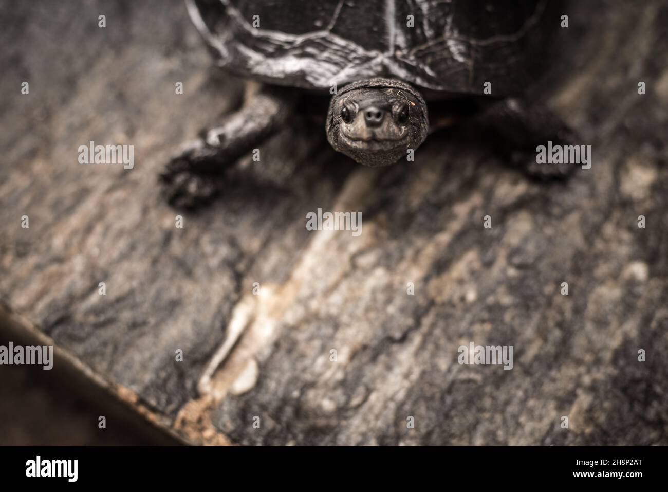 Happy turtle face hi-res stock photography and images - Alamy